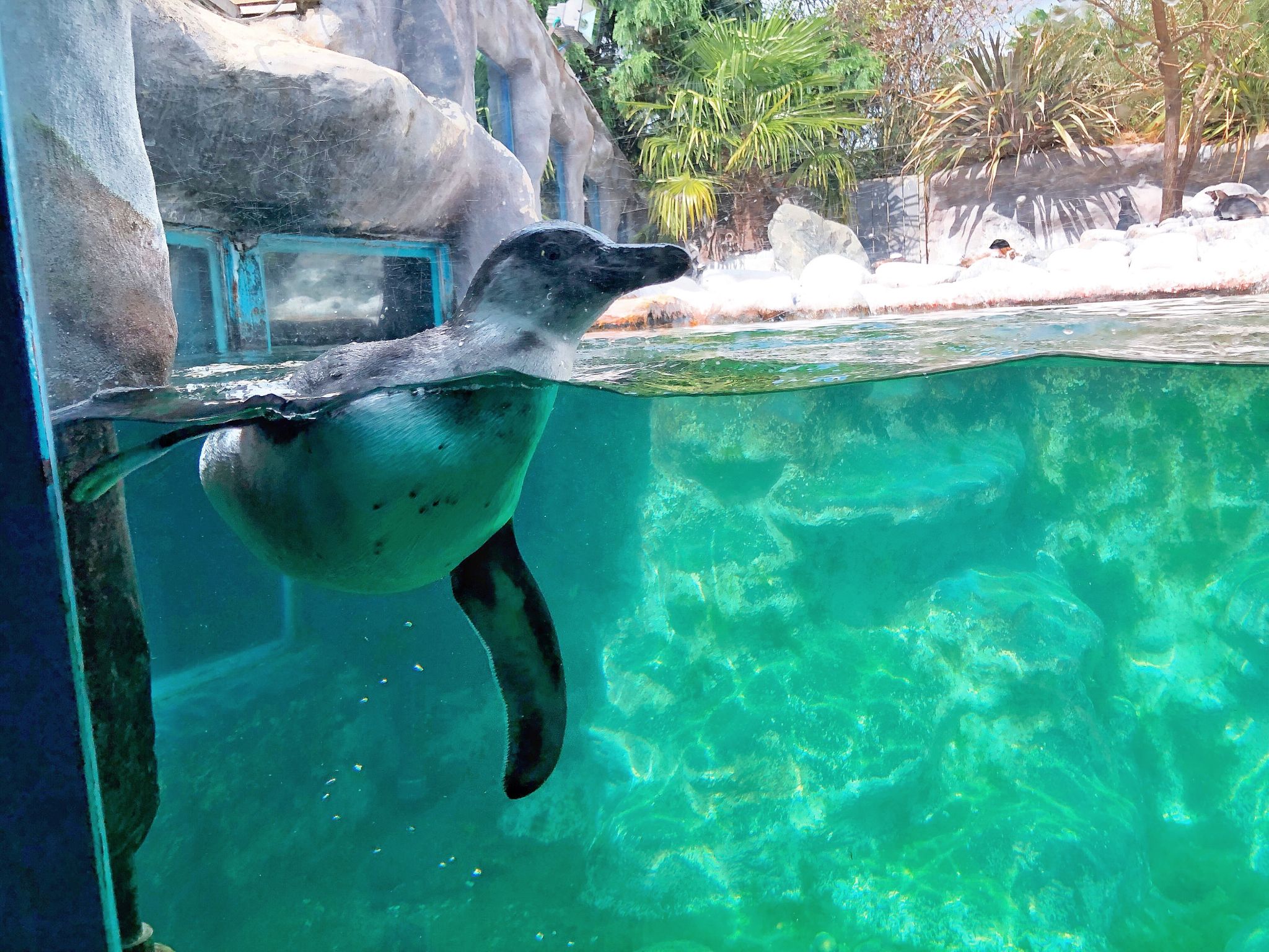 Colchester Zoo | Family Day Out